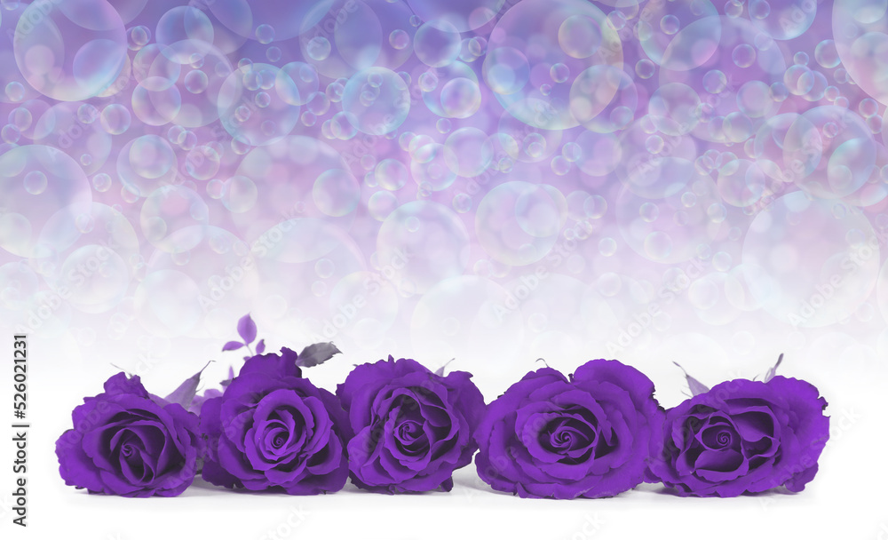 Five Purple roses bubble memo message background - flower heads ...