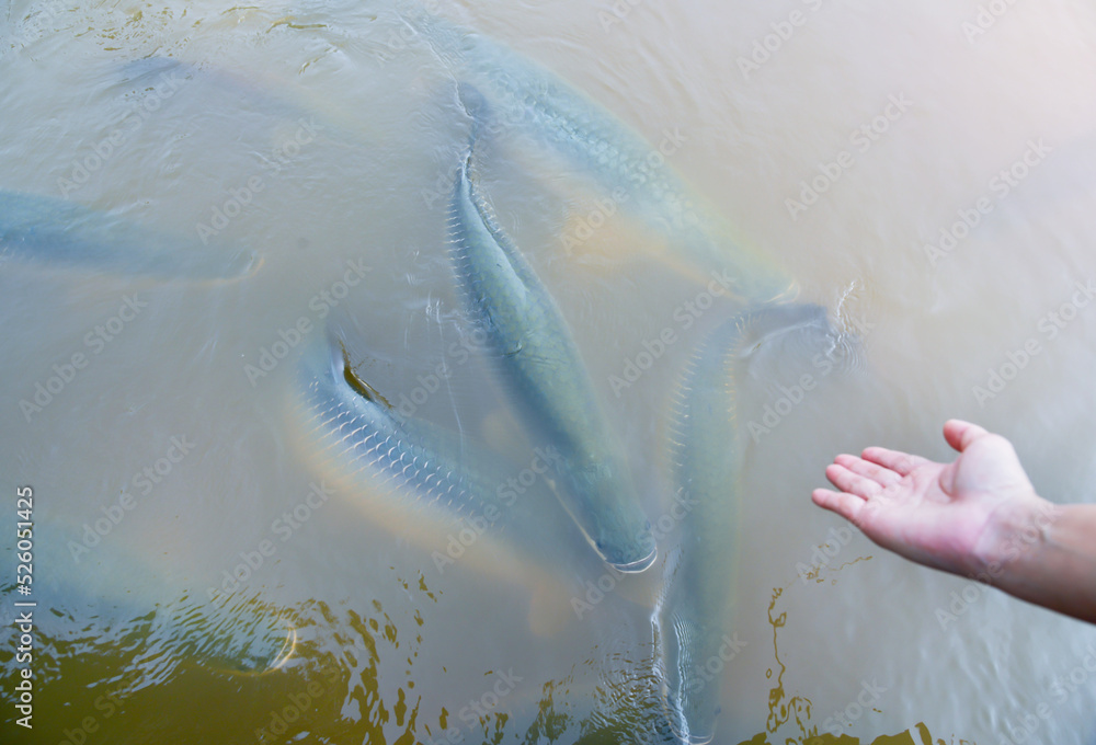 Amazon snakehead fish which is large is swimming in a large pool Stock ...