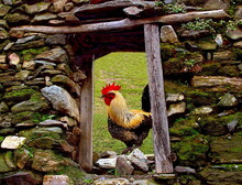 Rooster Frame, Png Free Stock Photo - Public Domain Pictures