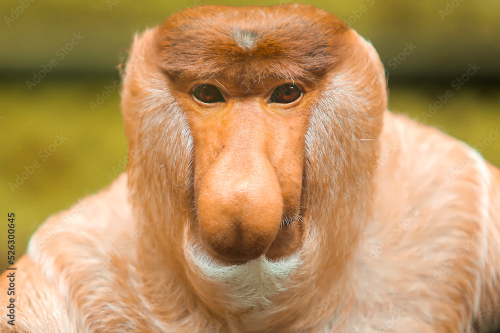 potret monyet hidung panjang (bekantan) Stock Photo | Adobe Stock