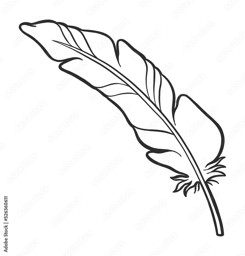 Feather hand drawn clipart. Black line color in transparent background ...