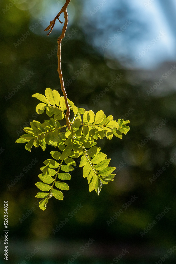 Siriguela tree leaves. Species Spondias purpurea. Fruit of Brazilian ...