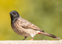 White Vented Bulbul Free Stock Photo - Public Domain Pictures