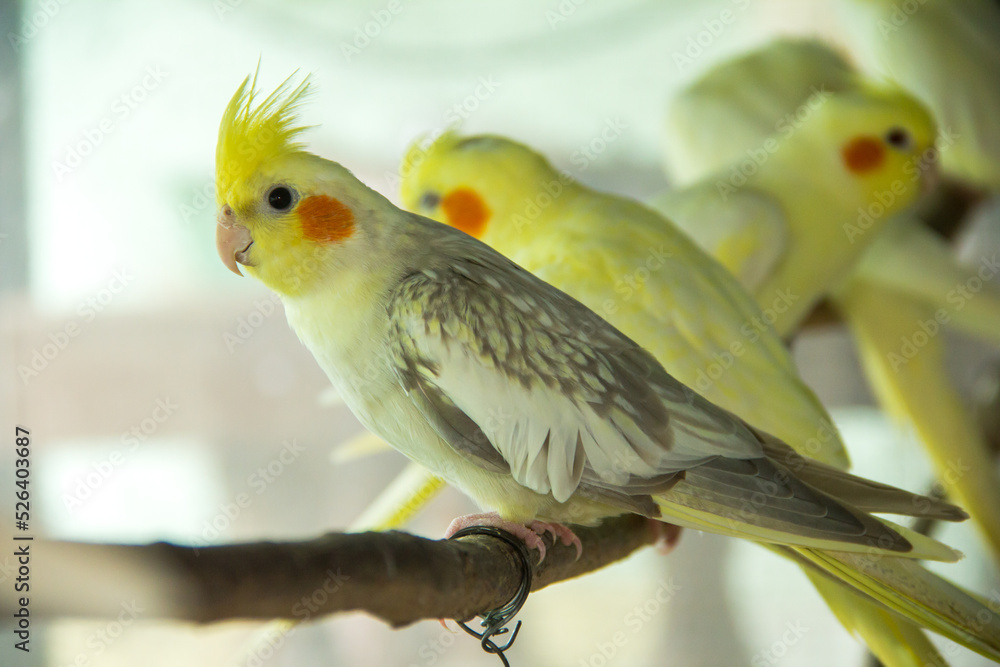 Yellow cockatiel on a branch. cockatiel seen sitting on the inside of ...