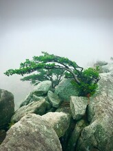 Tree Growing Between Rocks Free Stock Photo - Public Domain Pictures
