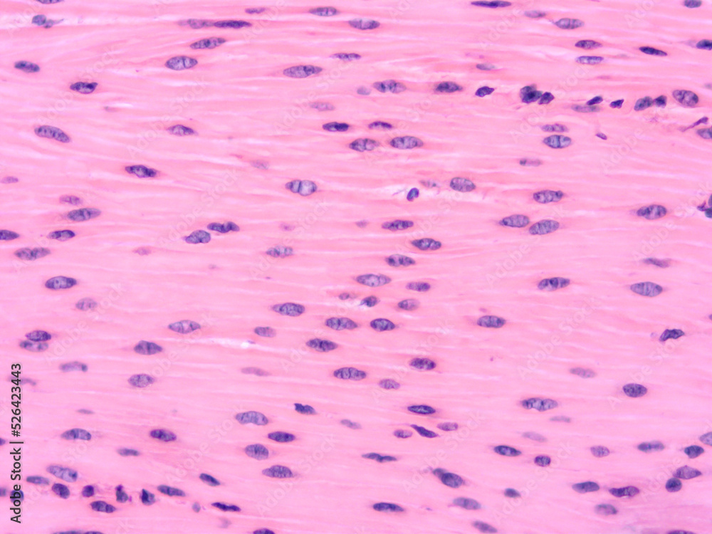 Foto Histology of human tissue, show epithelial tissue and connective ...