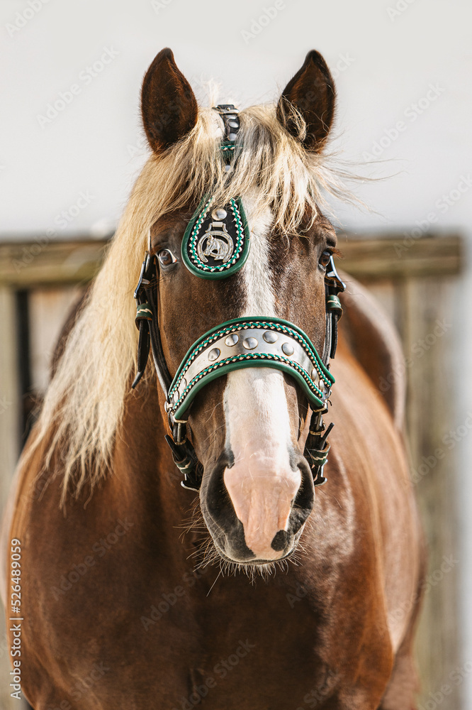 Head portrait of a chestnut south german draft horse gelding wearing a ...