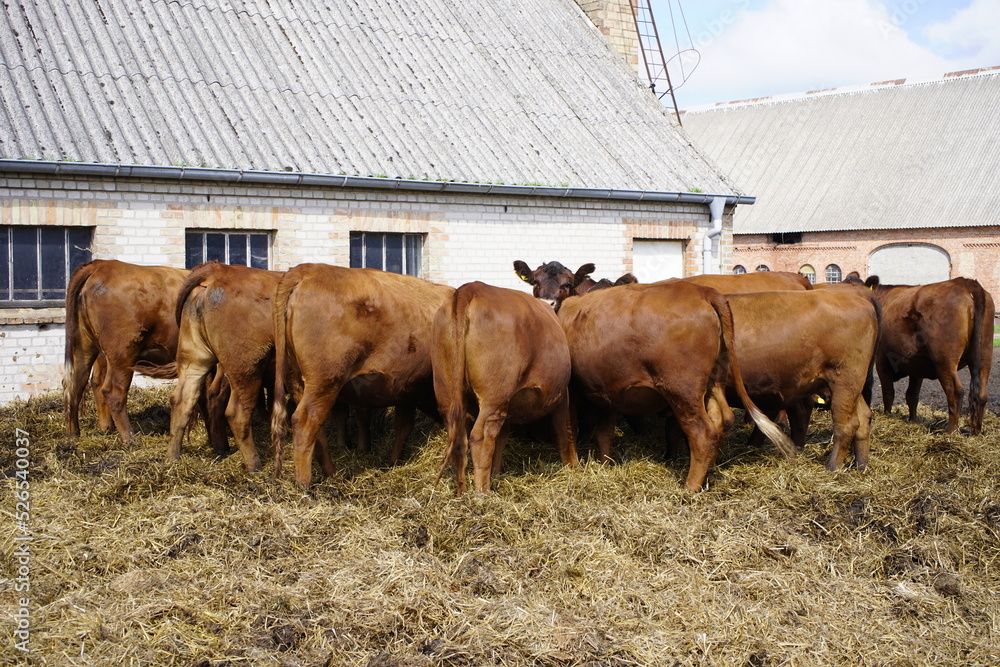 Fotografie The German Angus (German: Deutsch Angus) is a modern German ...