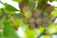 Bunch Of Ripening Pink Grapes Free Stock Photo - Public Domain Pictures