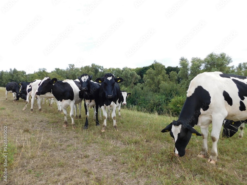 Cattle (Bos taurus) are large, domesticated, cloven-hooved, herbivores ...