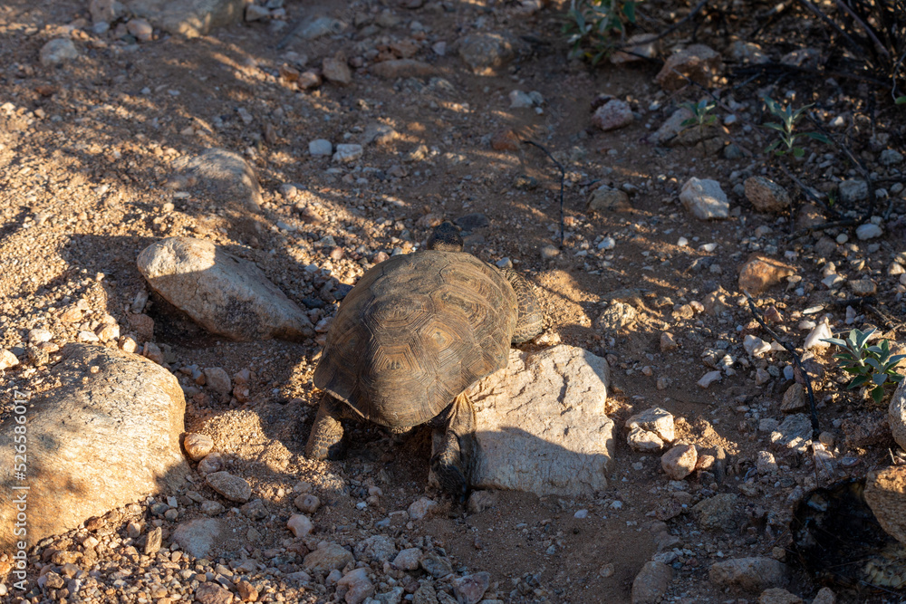Foto de Stock Desert tortoise, Gopherus agassizii, walking through the ...