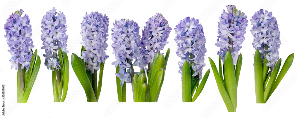 Purple hyacinth flowers with leaves isolated transparent png ...