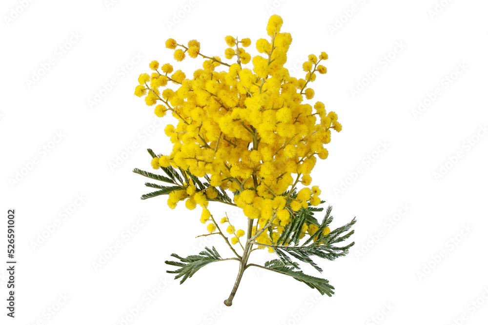 Wattle tree branch isolated transparent png. Acacia dealbata yellow ...