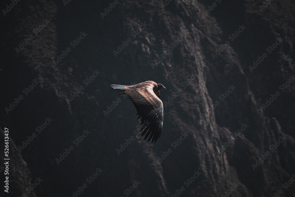 Andean condor (Vultur gryphus) flying in profile over the mountains of ...
