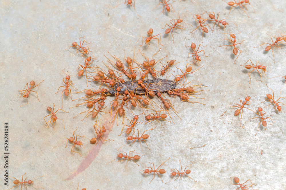 Big red ants team struggling to draw dead prey or bait back to their ...