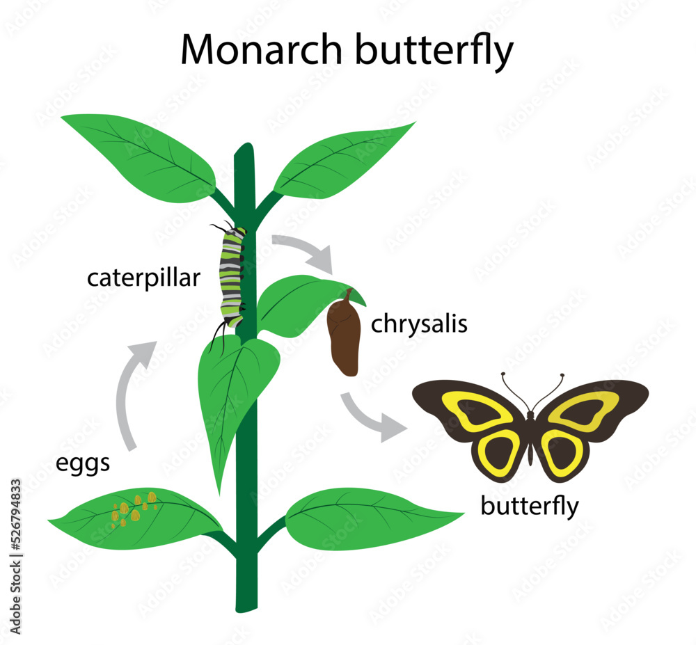 illustration of biology and animal, Butterflies have a four stage life ...