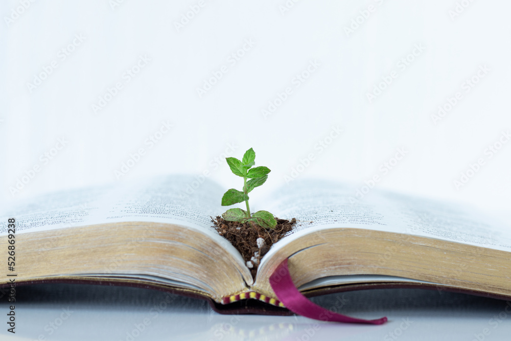 Green plant growing in soil on top of an open Holy Bible Book with ...