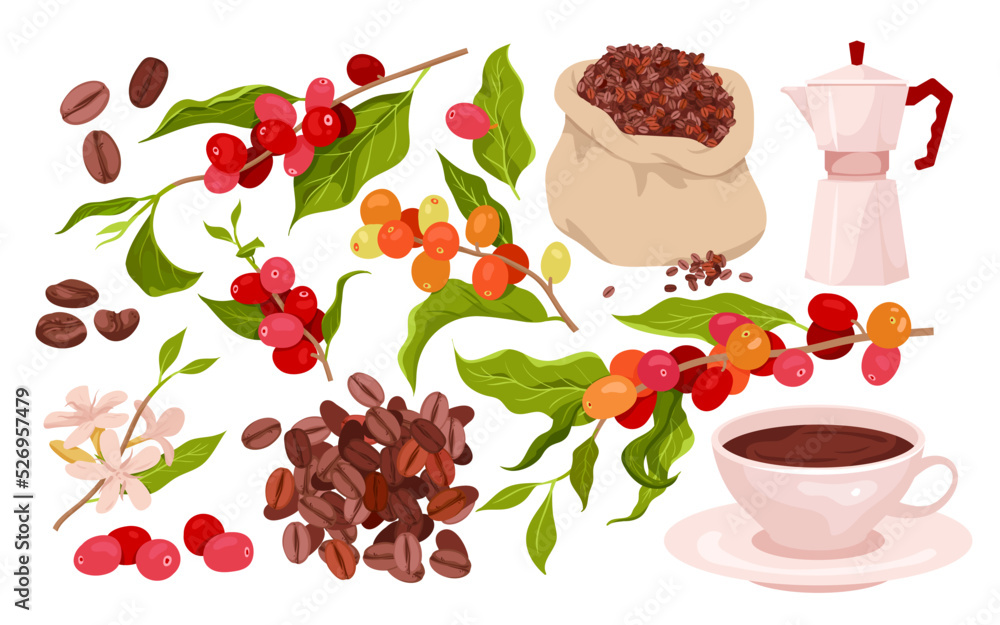 Coffee set vector illustration. Cartoon isolated red berry fruit ...