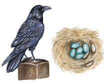 Crow With Nesting Material Free Stock Photo - Public Domain Pictures