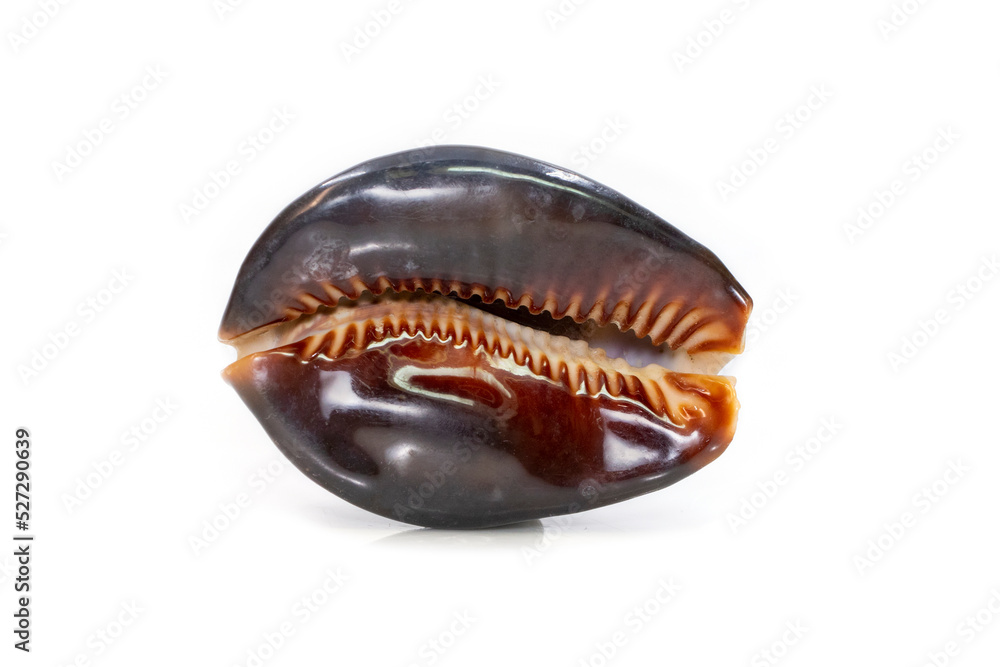 Mauritia mauritiana, common names the humpback cowry, chocolate cowry ...