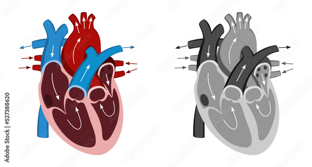 Human Heart Anatomy Vector Image Stock Vector | Adobe Stock
