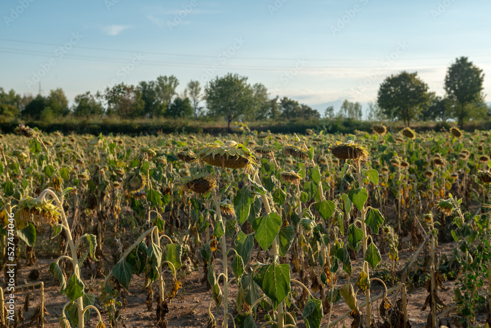 Arid and dry sunflower field, due to the climate crisis and drought ...