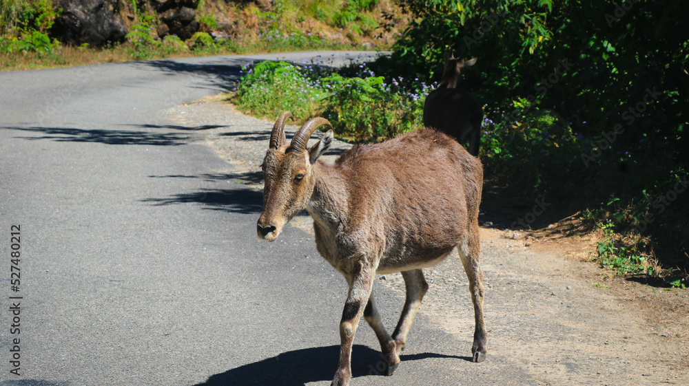 Nilgiri Tahr in Eravikulam National Park, Munnar, Kerala, India - An ...