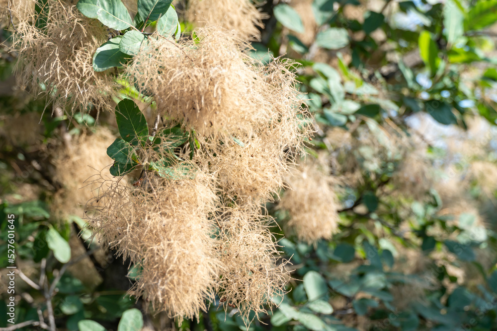 Flowering bush cotinus coggygria close-up. Beautiful fluffy white beige ...