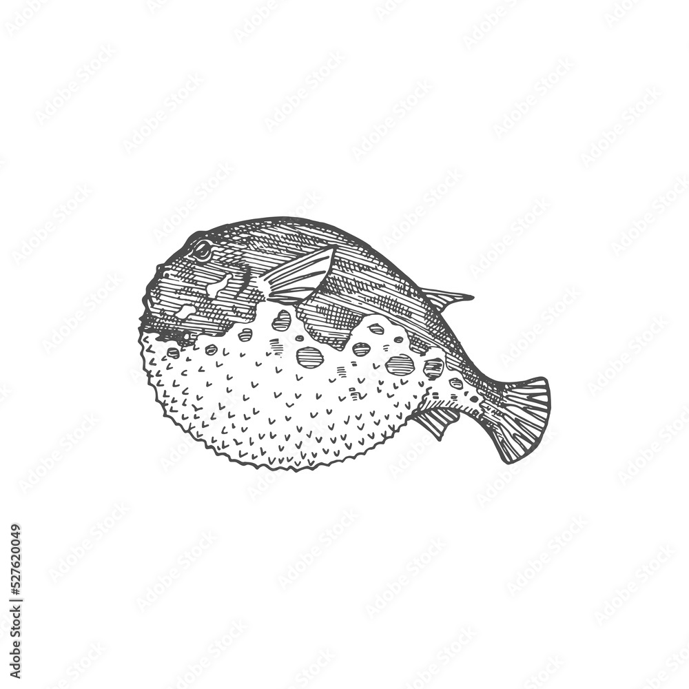 Purrerfish or Japanese fugu fish isolated monochrome sketch. Vector ...