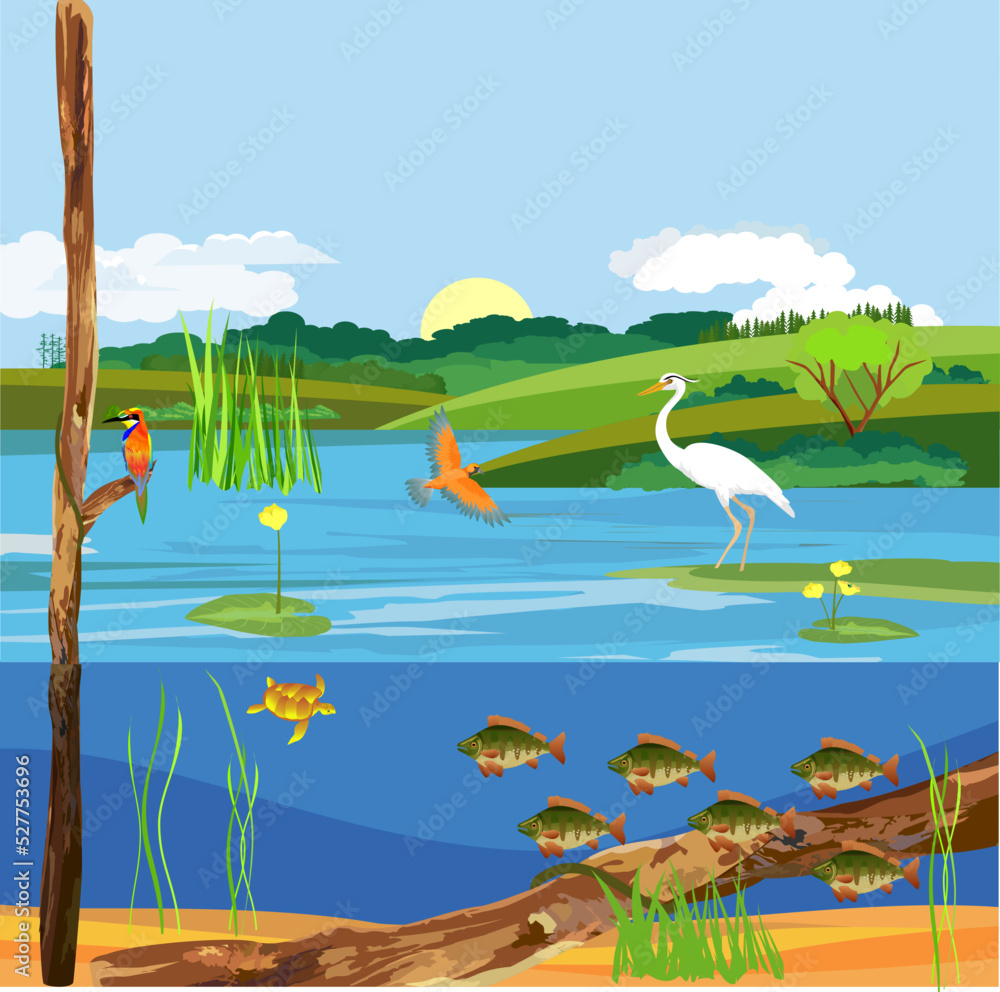 Pond ecosystem and Underwater pond landscape with fishes driftwood and ...
