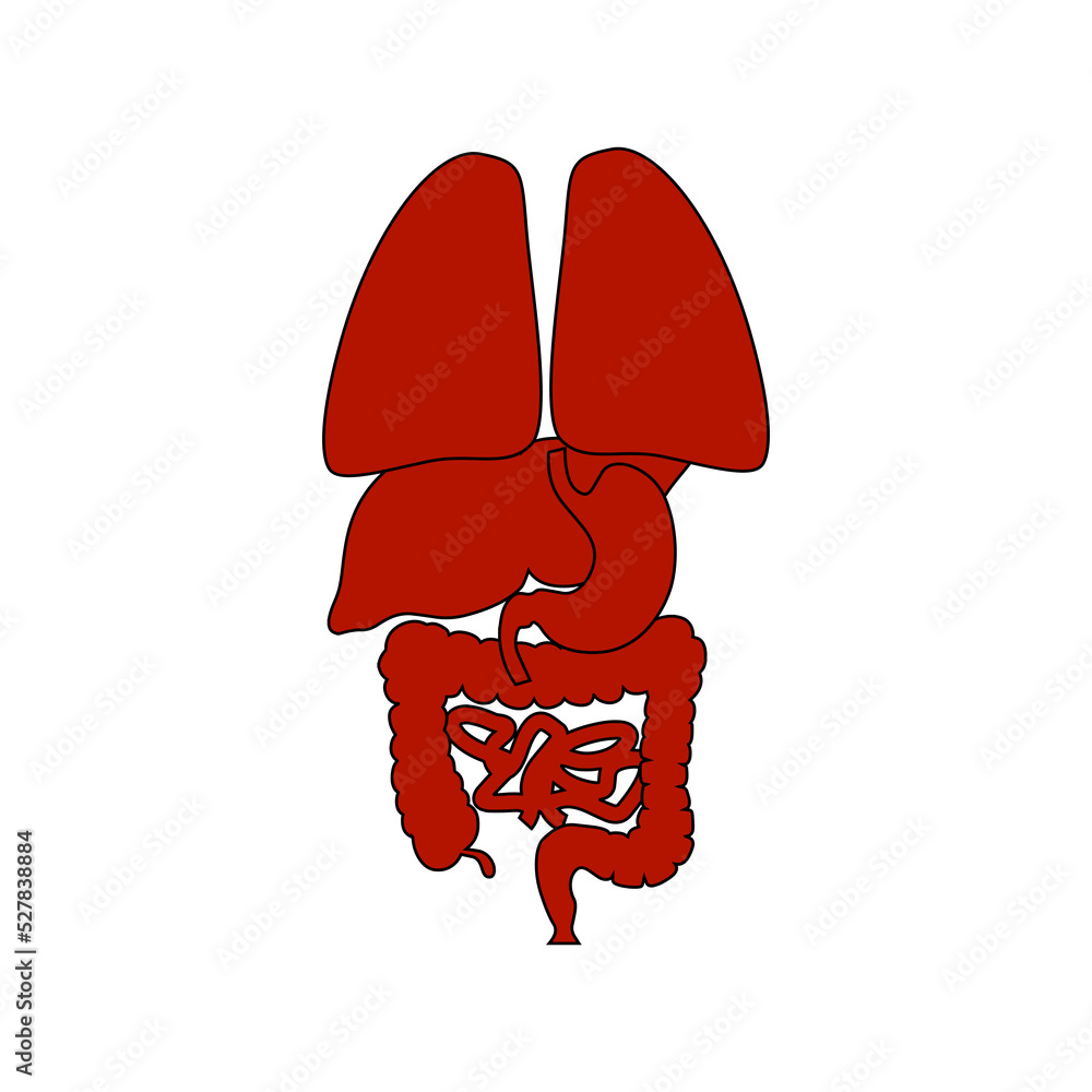 Red silhouette of human internal organs. Vector flat illustration Stock ...
