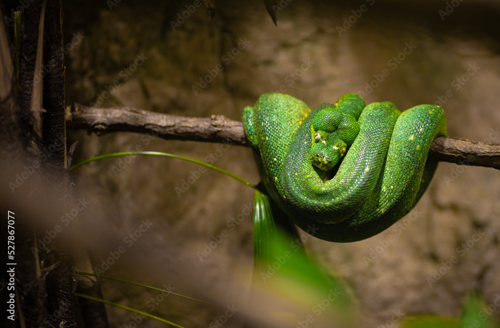 Morelia - snake, green python hanging twisted on a tree branch in ...
