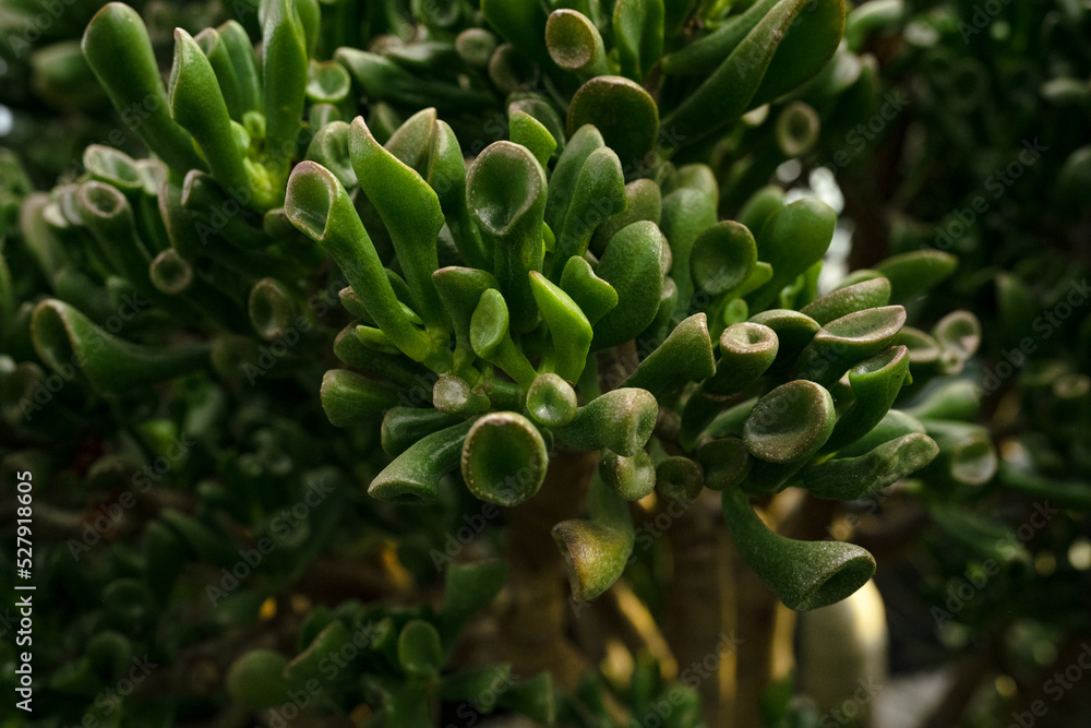 Photo Stock Crassula ovata jade ET fingers or Shrek plant | Adobe Stock