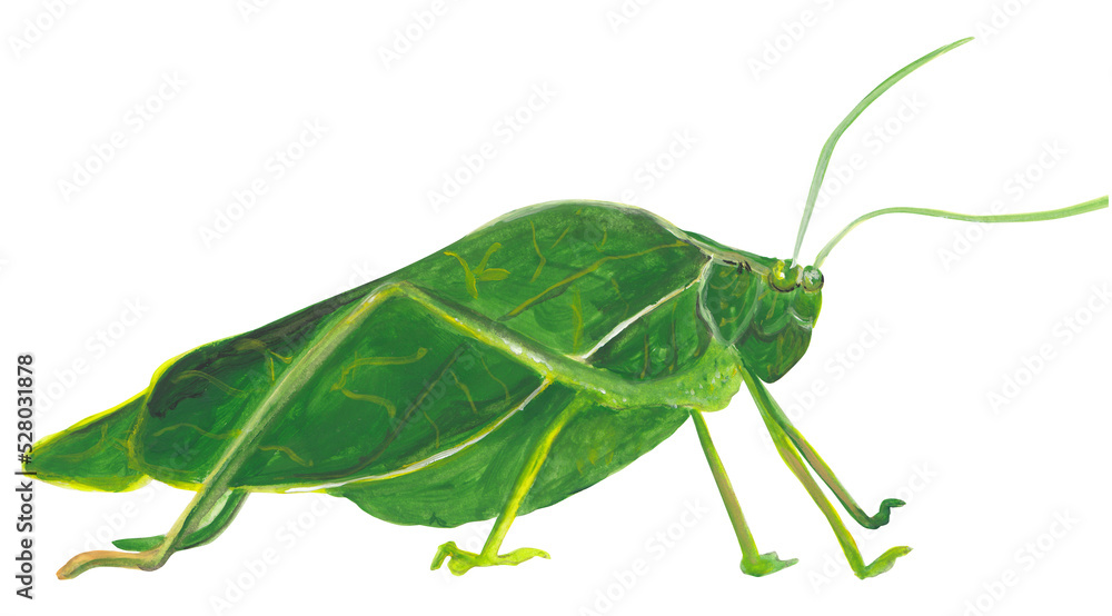 Katydid isnect gouache illustration Hand painted png clipart with ...