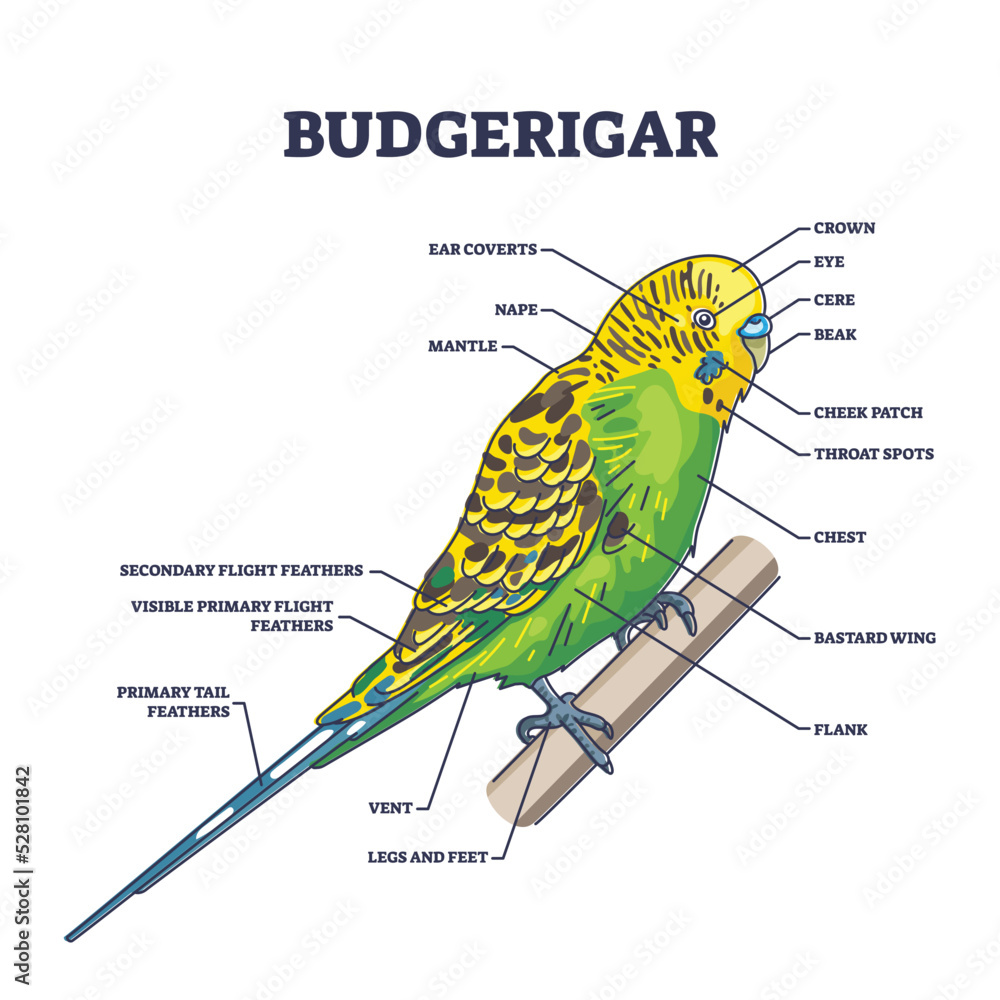 Budgerigar parrot anatomy with external zoological parts outline ...