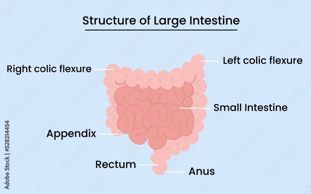 Diagram showing anatomy of human larger intestine isolated on white ...