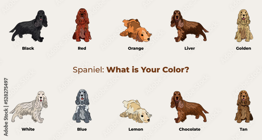 Cocker Spaniel breed, dog pedigree drawing. Cute dog characters in ...