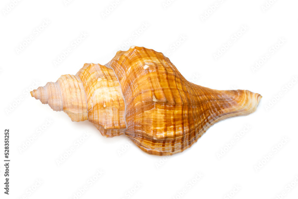 Image of Trapezium Horse Conch, Striped Fox Conch seashell (Pleuroploca ...