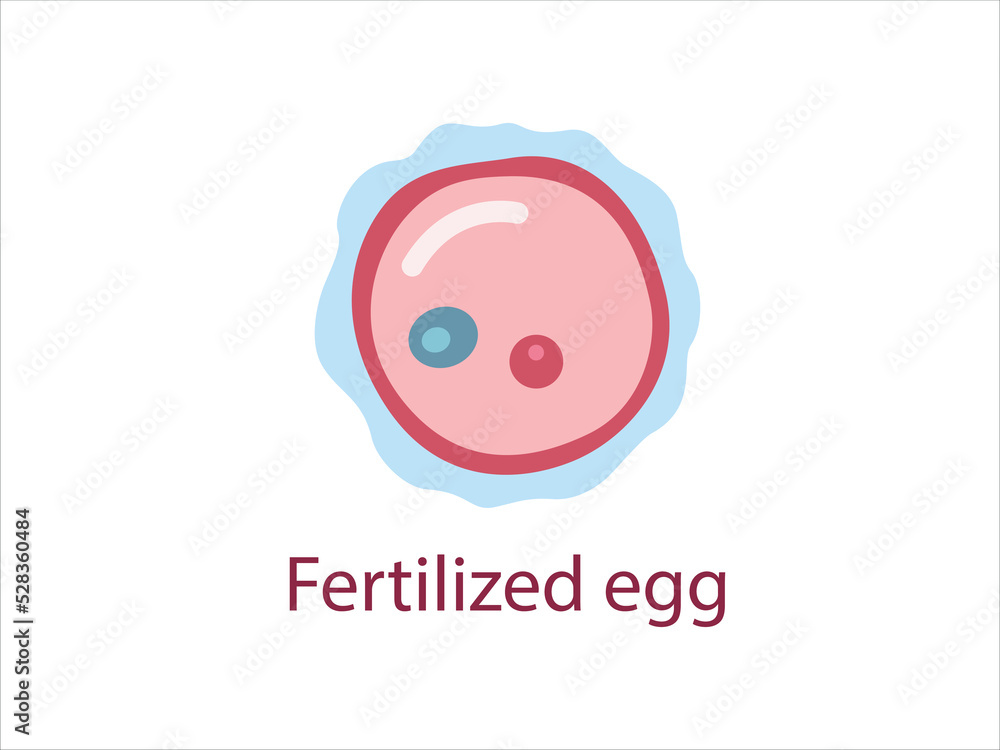 Ovule, female fertility cell. Oocyte. Woman reproductive system ...
