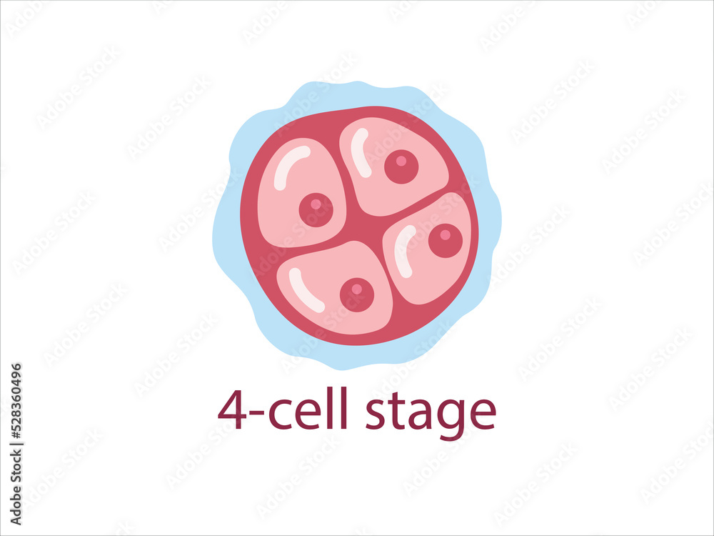 Zygote 4-cell stage. Human embryonic development. vector medical ...