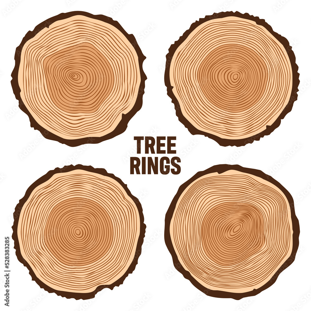 Round tree trunk cuts, sawn pine or oak slices, lumber. Saw cut timber ...
