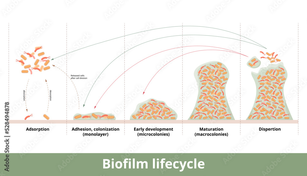Biofilm formation. Process of biofilm formation with mechanics of its ...