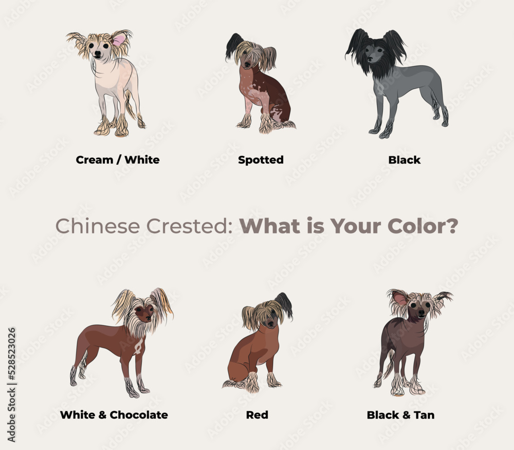 Стоковий вектор Chinese Crested breed, dog pedigree drawing. Cute dog ...