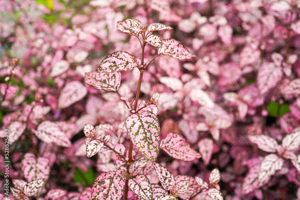 Hypoestes phyllostachya, the polka dot plant, is a species of flowering ...