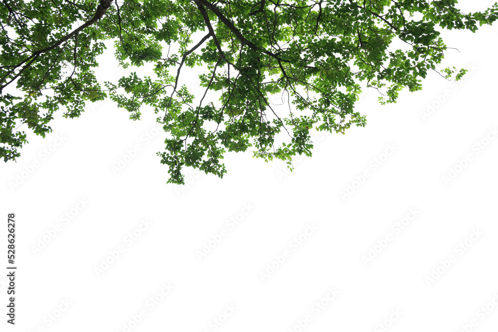 Tropical tree leaves and branch foreground Stock Photo | Adobe Stock
