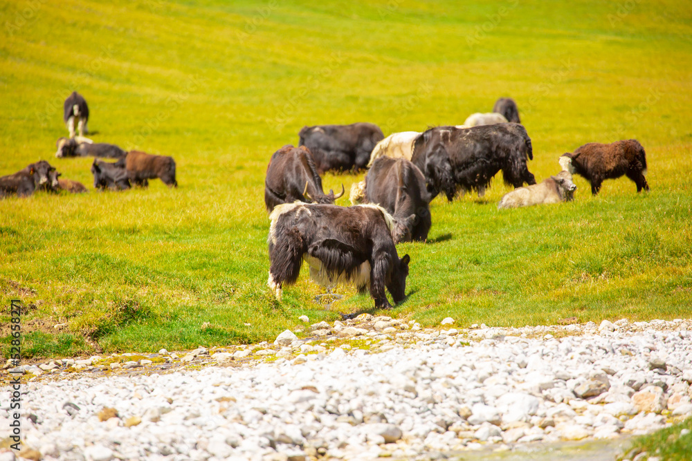 A herd of yaks graze in the mountains. Himalayan big yak in a beautiful ...
