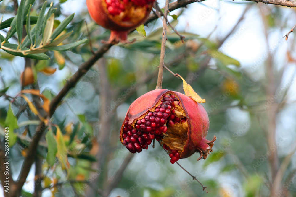 Pomegranates can split open when they are ripe, but splitting and ...