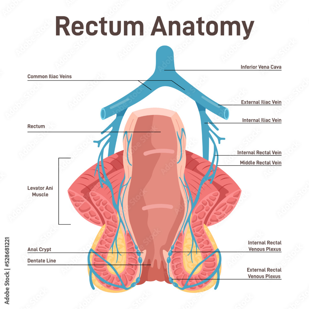 Rectum anatomy. Human anus cross-section anatomy with the internal Stock Vector | Adobe Stock