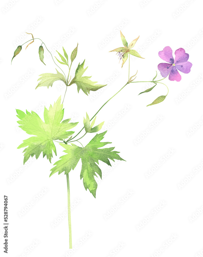 Meadow Geraniums. purple flower with leaves and buds. watercolor ...