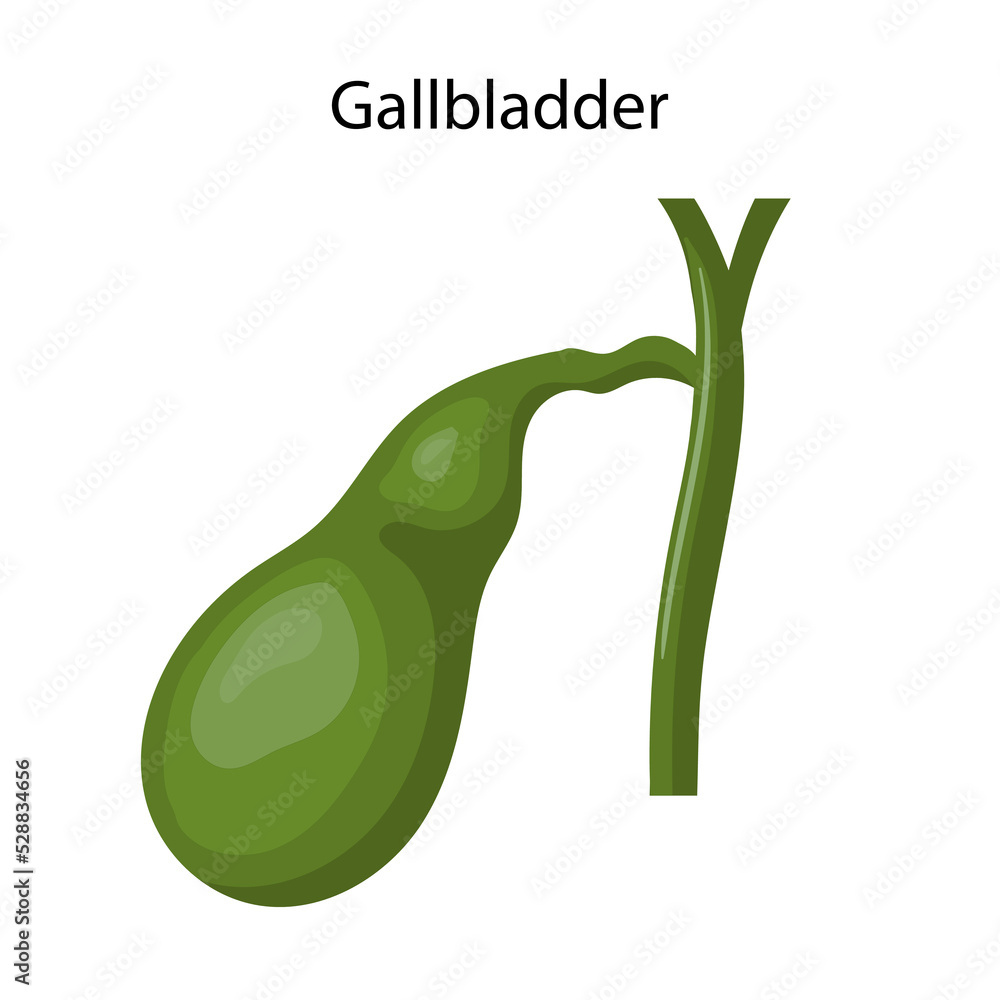 Gallbladder, human digestive system for anatomy vector illustration ...